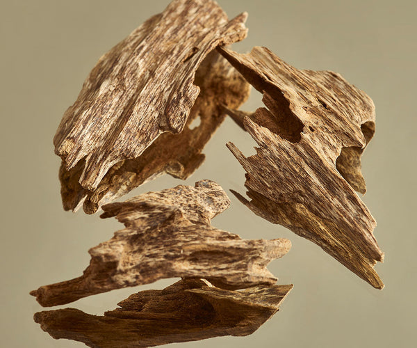 How is Oud Squeezed from Trees? – Oud Attar